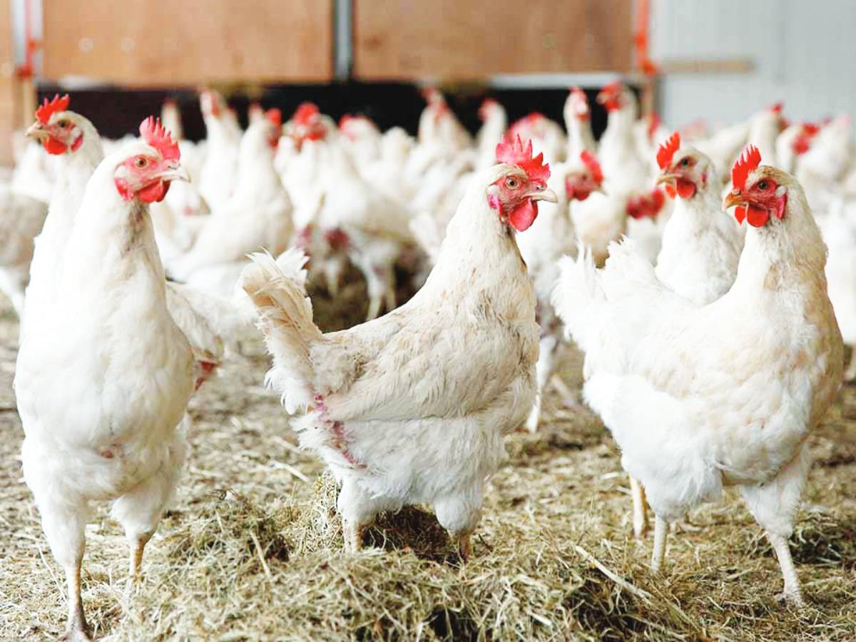 PH lifts poultry import ban on 6 countries