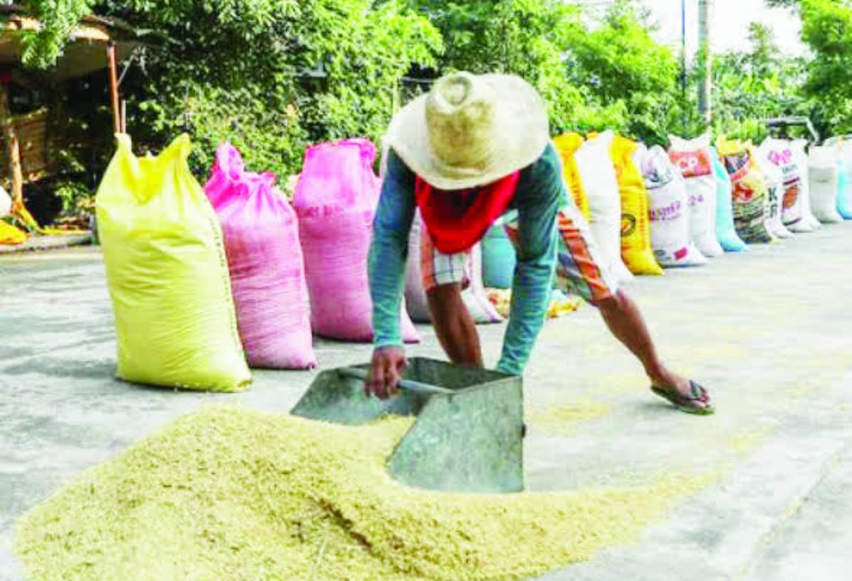 PBBM sets floor price for palay
