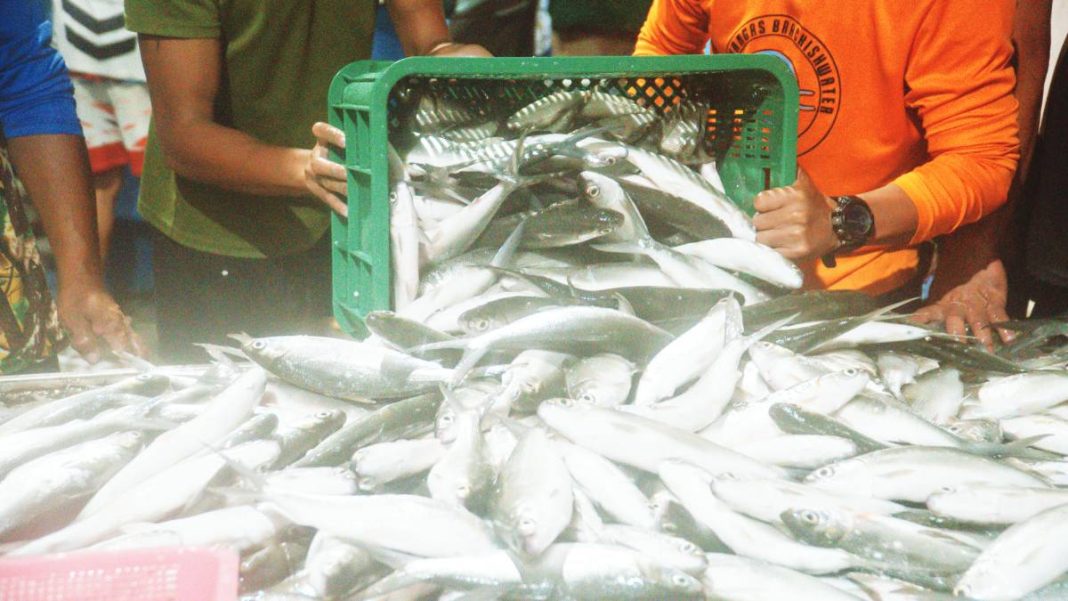 FASTER MILKFISH FARMING: SEAFDEC/AQD harvests in under 3 months