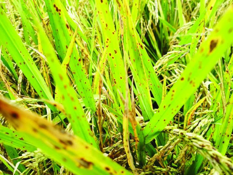 CROP THREAT SURGES: DA warns of widespread pest outbreak hitting WV ...