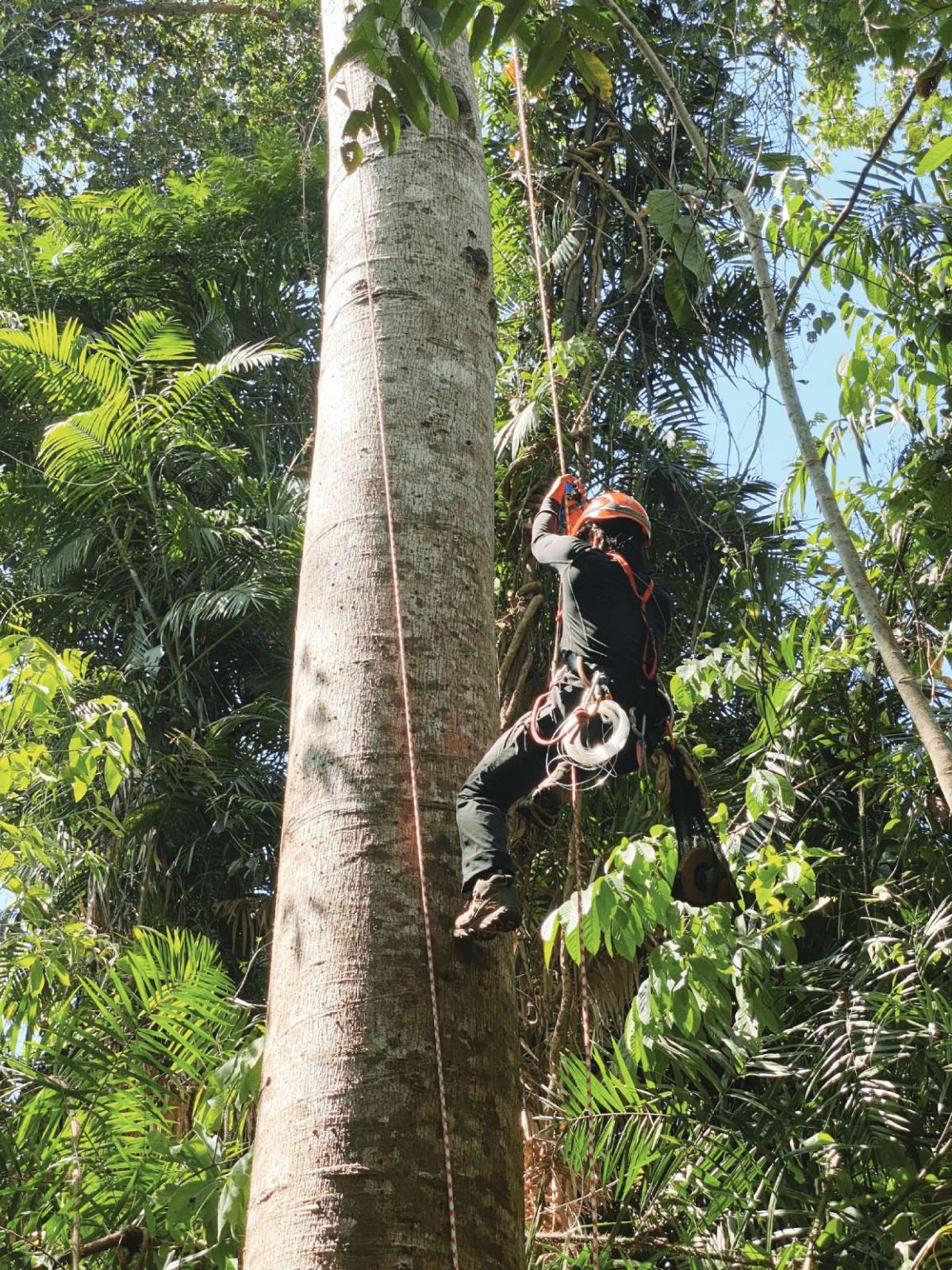 Up biologists assess importance of tree cavities for forest birds