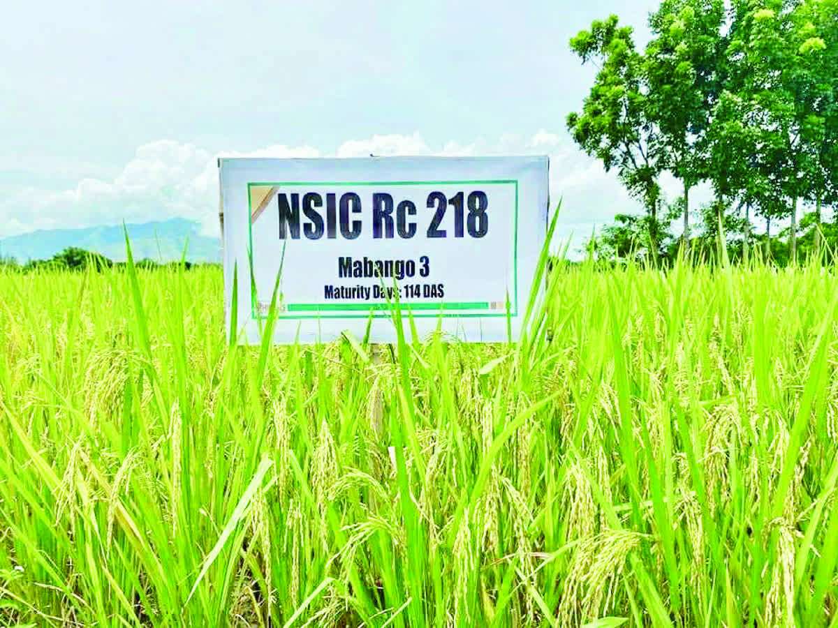 Philippines' 'Dinorado' wins silver in World's Best Rice 2025 Awards