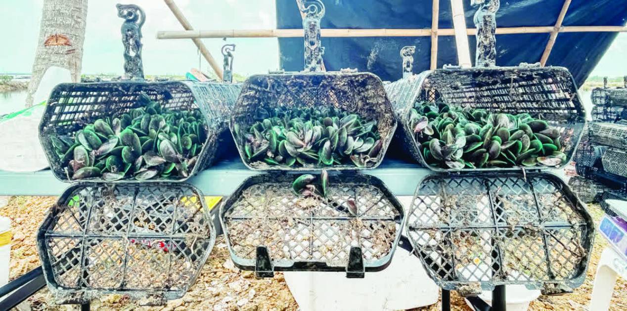 Ground-breaking mussel farming system seen to boost Iloilo green shell ...