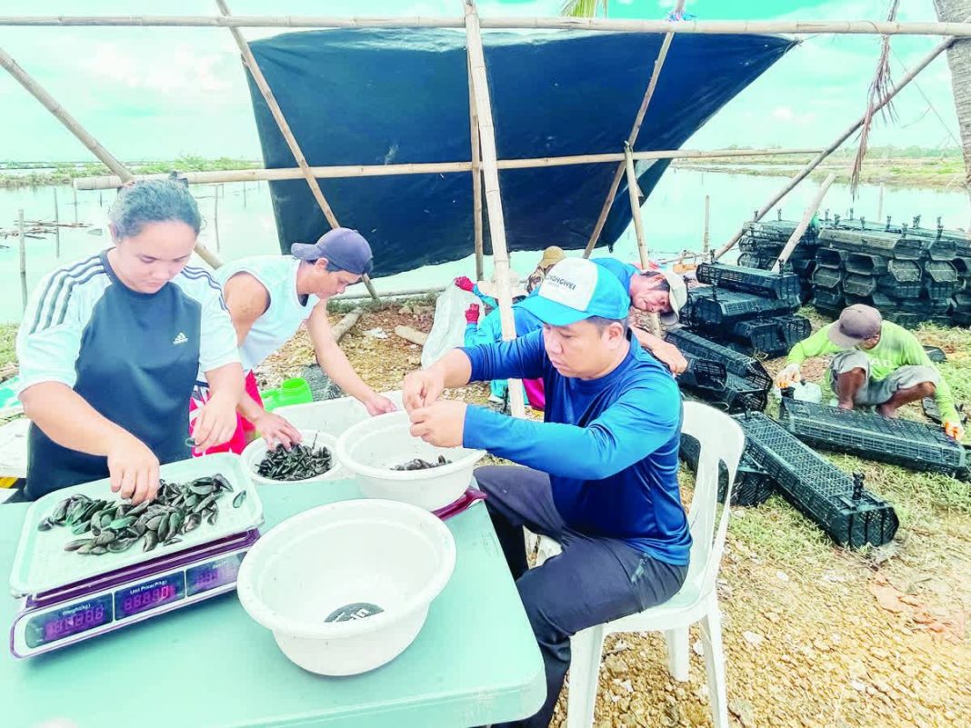 Ground-breaking mussel farming system seen to boost Iloilo green shell ...