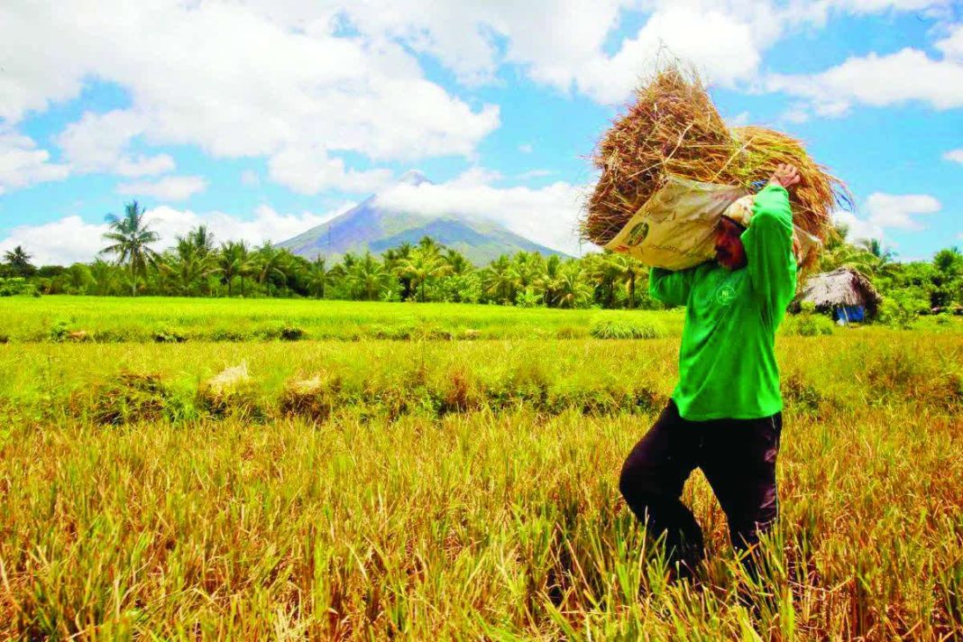 Palay price set at P17, P21 per kilo