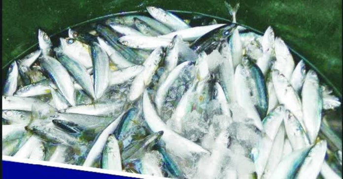 Cheaper ‘galunggong’ prices expected in March, fish traders group says