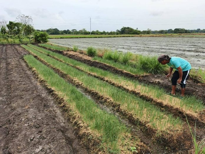 DA pushes heat-resilient, high-value crops in WV as dry season sets in