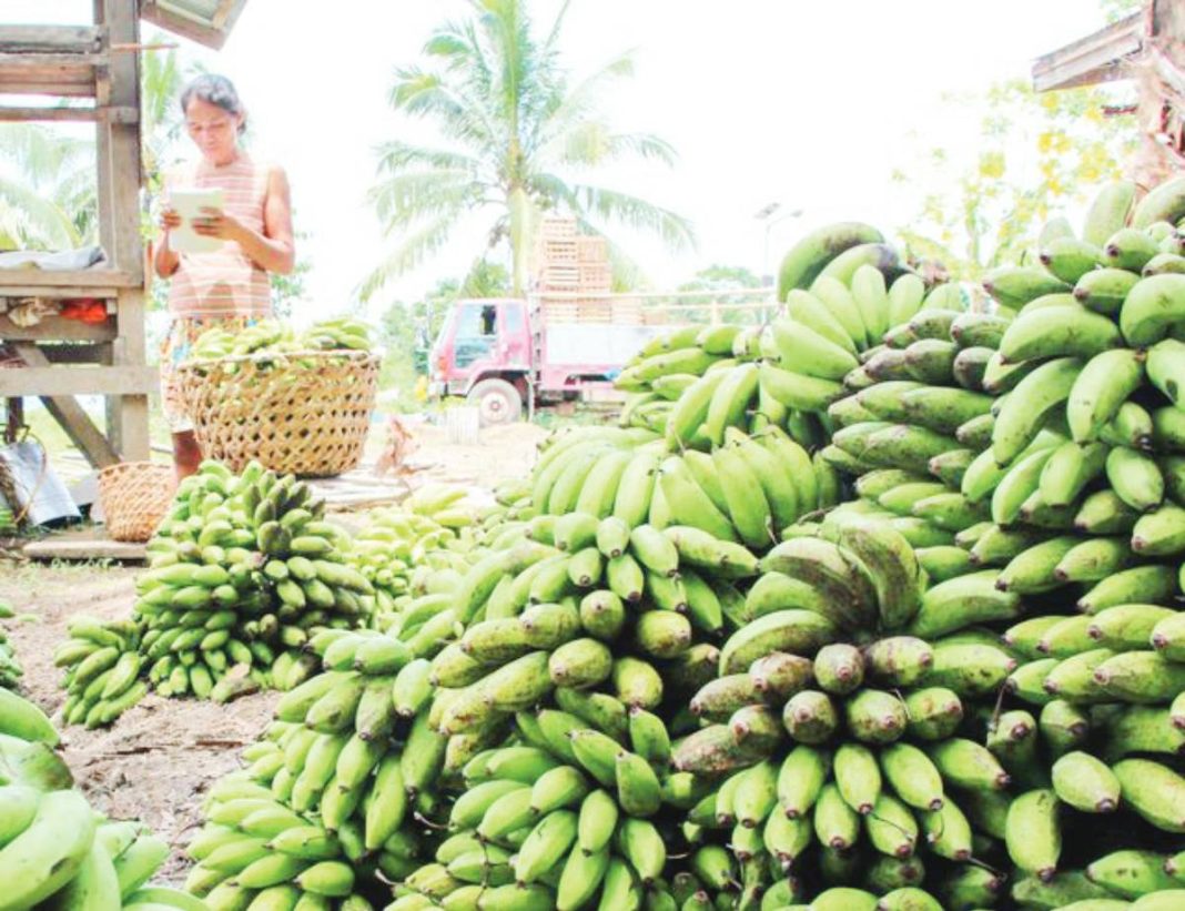 Iloilo dominates Western Visayas fruit production in 2025