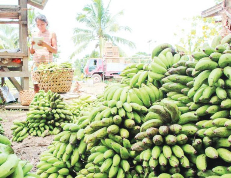 Iloilo dominates Western Visayas fruit production in 2025