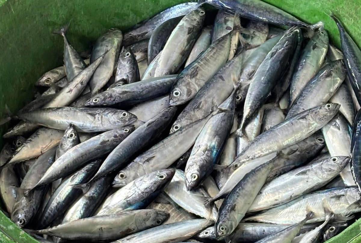 66 struck by fish poisoning in Iloilo; most recover, only 3 still ...