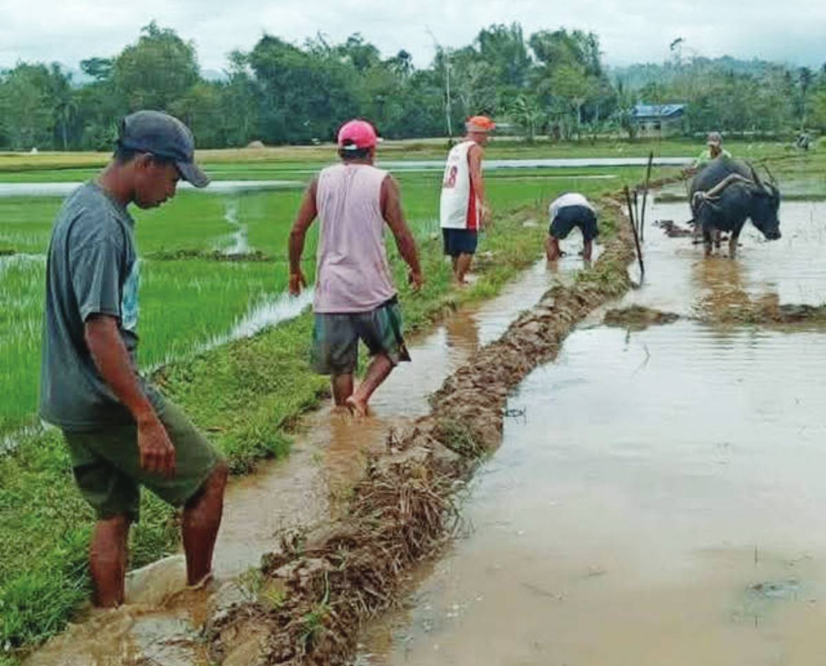 Agbato IA readies for double dry cropping