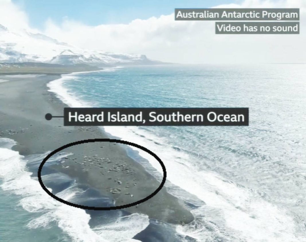 Bird flu kills more than 75% of baby seals on remote Australian island