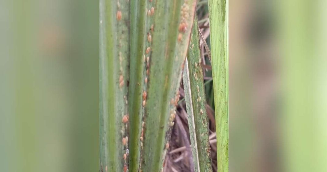 DA intensifies RSSI campaign as Visayas infestation spreads; sugar ...